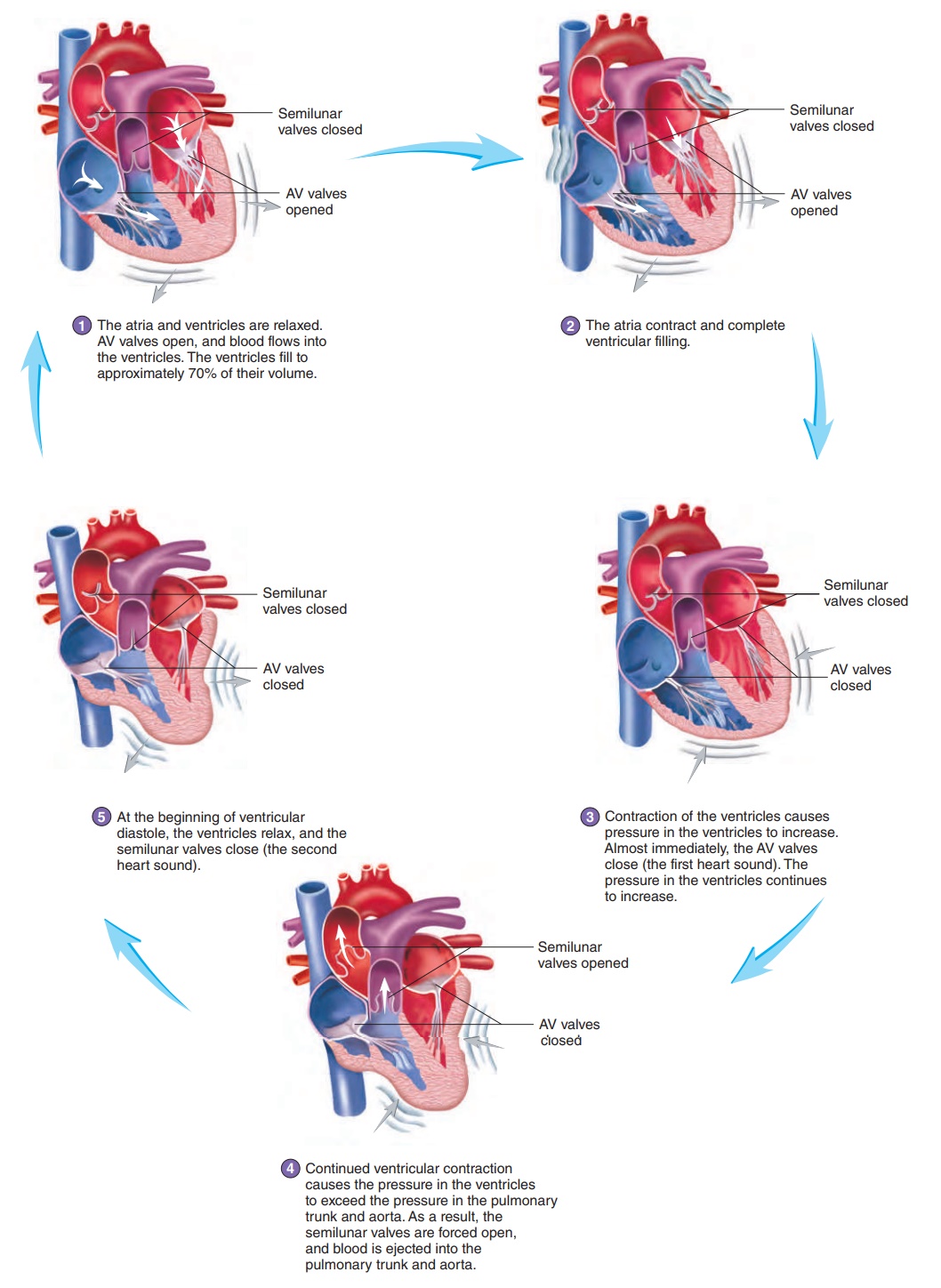 No Way Denmark Reward Cardiac Cycle Definition Host Of Overhead Occurrence No Way Denmark Reward Cardiac Cycle Definition Host Of Overhead Occurrence