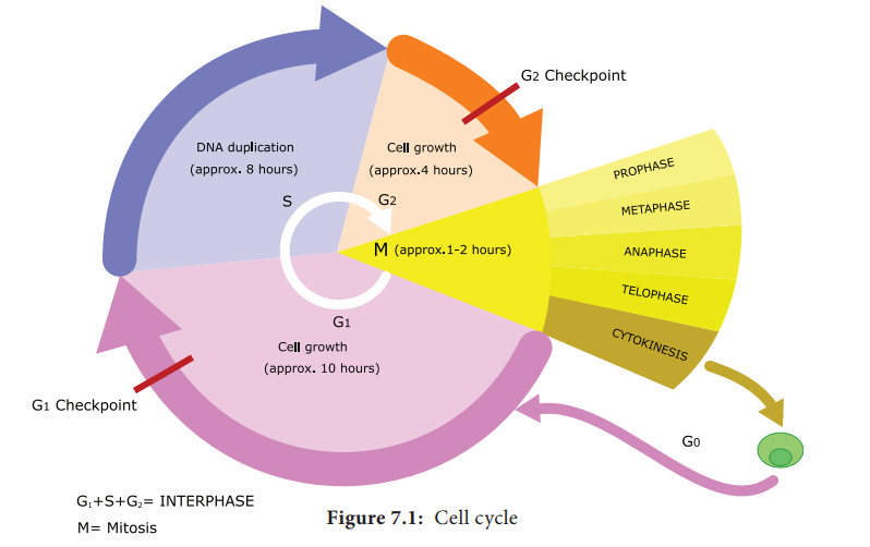 Cell Cycle Definition Phases Duration Cell Cycle Definition Phases Duration