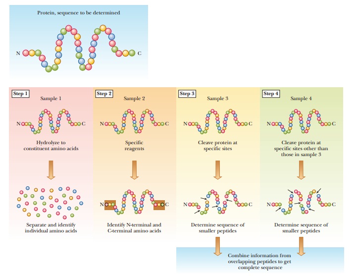 Determining The Primary Structure Of A Protein