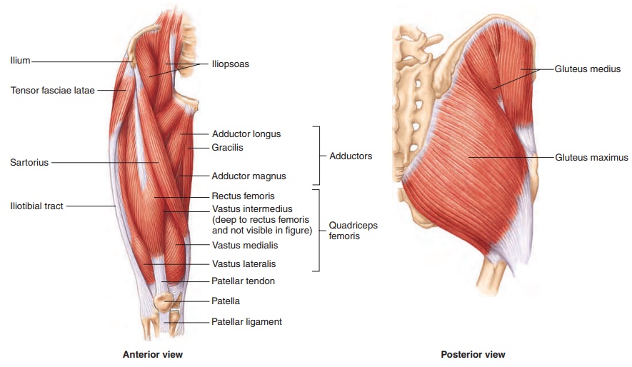 Lower Limb Muscles