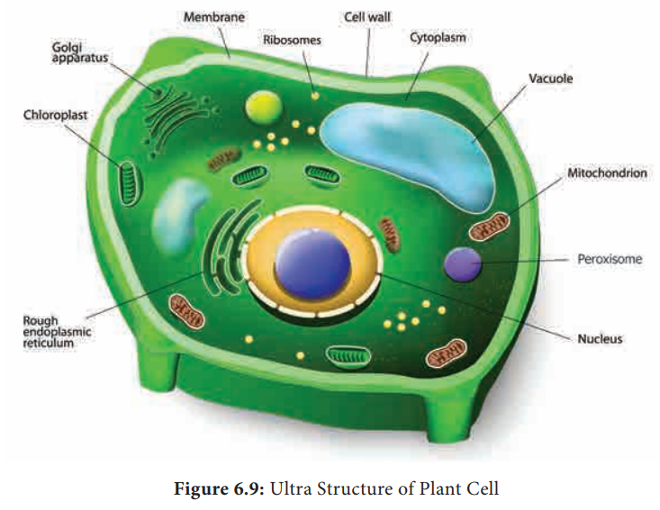 Plant Cell Organelles