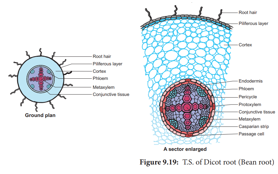 Primary Structure Of Dicot Root Bean Root