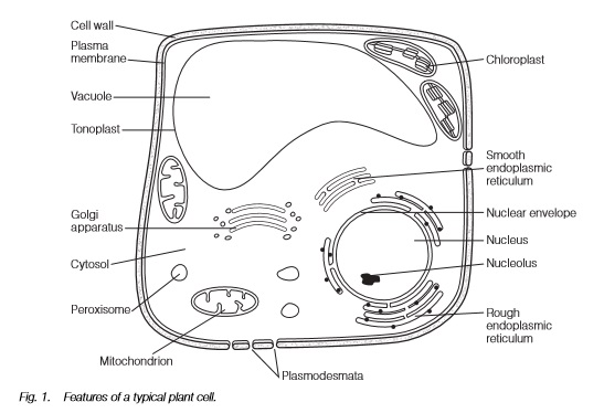  What Is The Outermost Structure In A Plant Cell What Is The 