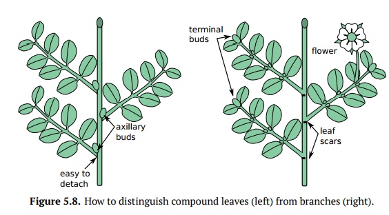 The Leaf