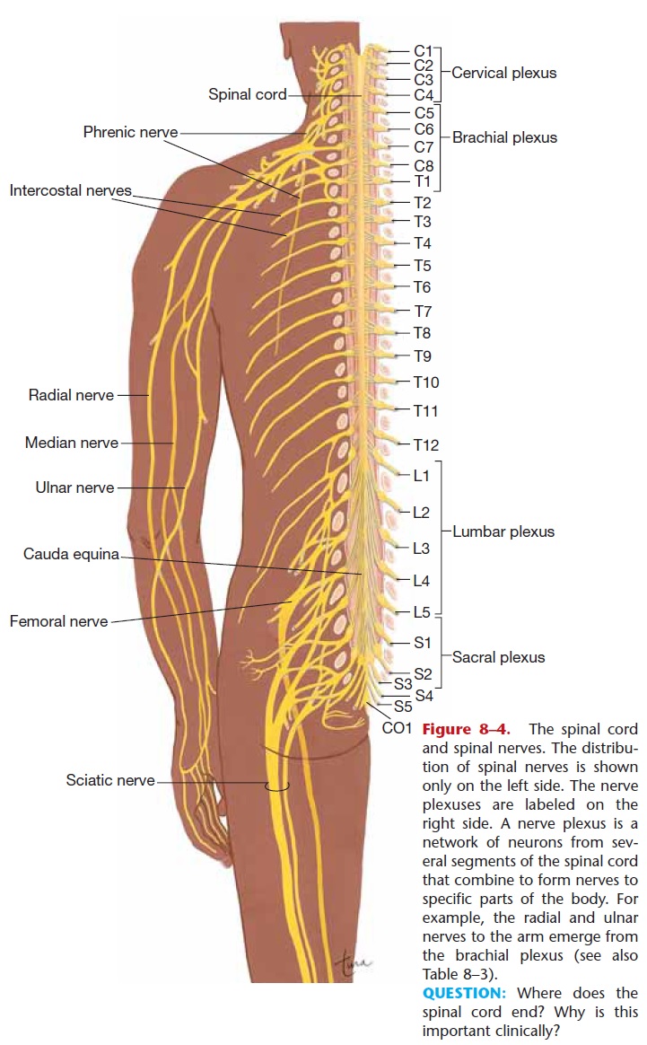 Spinal Nerves