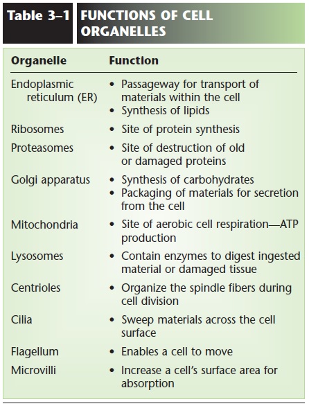 What Are The Different Cell Organelles And Their Functions Organelles 