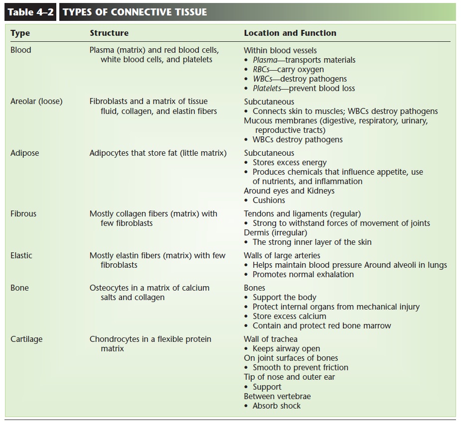 Connective Tissue Connective Tissue