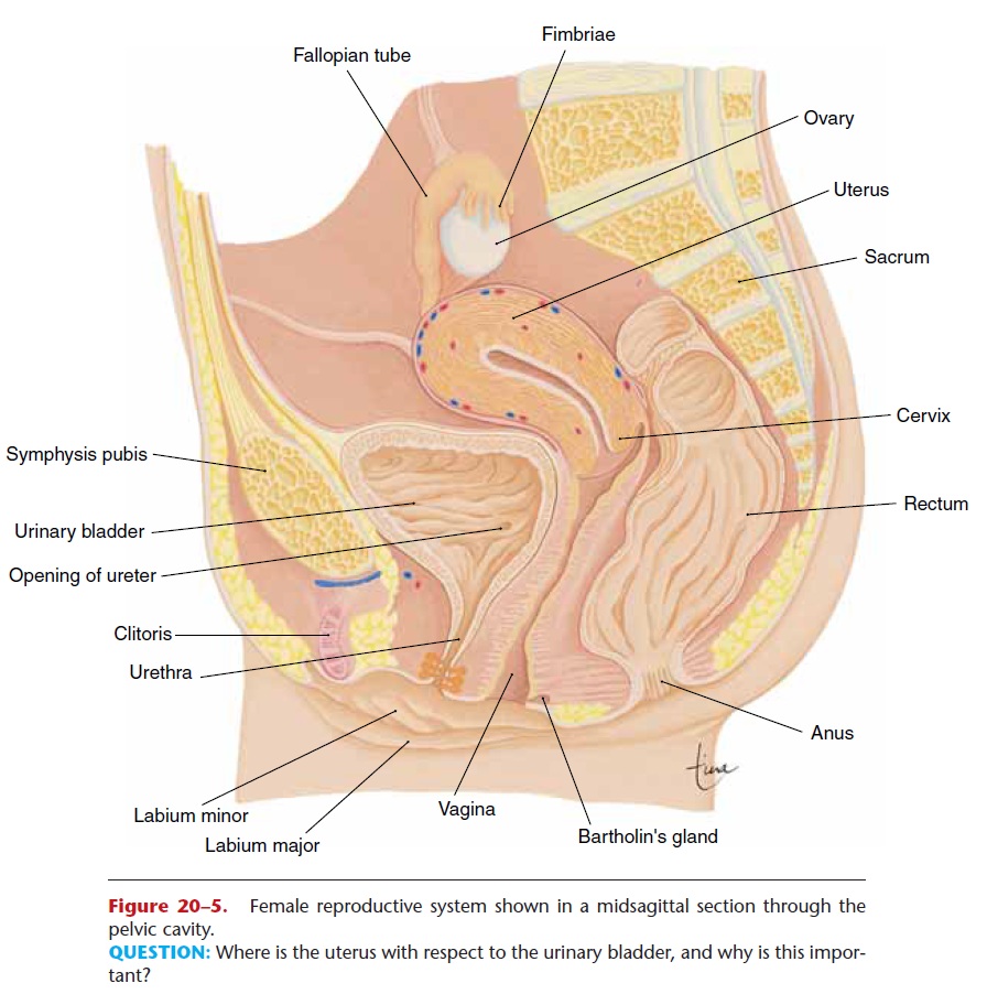 Uterus Internal Genital Organs Sectional Structure Of The Reproductive Uterus Internal Genital Organs Sectional Structure Of The Reproductive