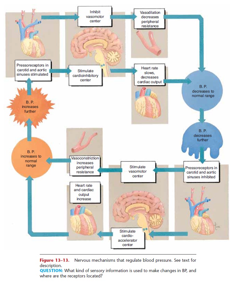 Regulation Of Blood Pressure Chart 24 Hour Blood Pressure Monitoring
