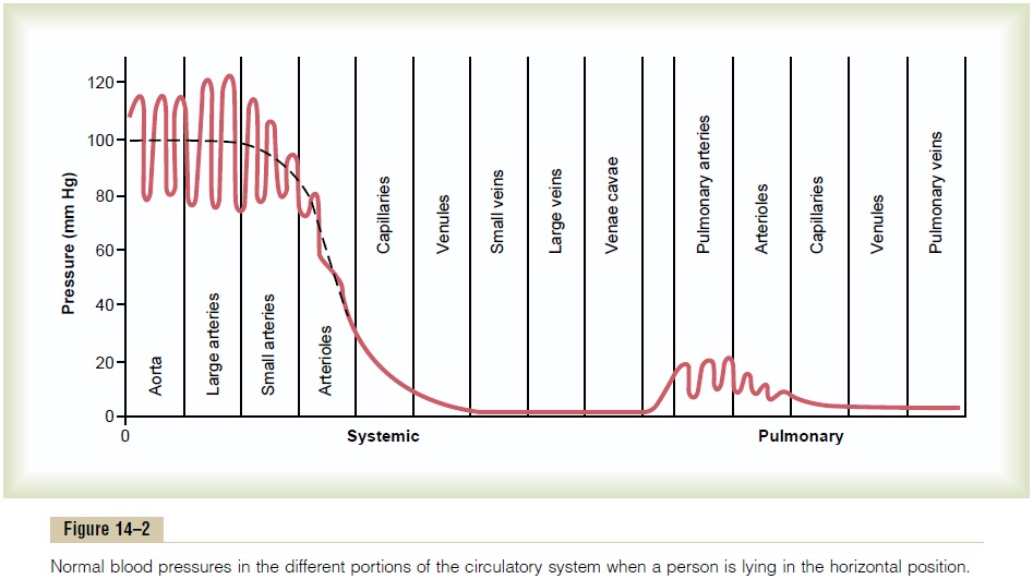 Physical Characteristics Of The Circulation