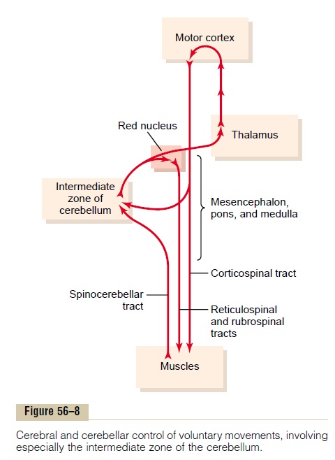 Function Of The Cerebellum In Overall Motor Control
