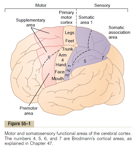 Motor Cortex And Corticospinal Tract Motor Cortex And Corticospinal Tract