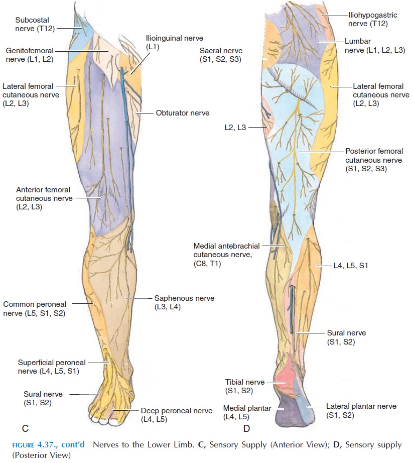 Lower Limb Muscles