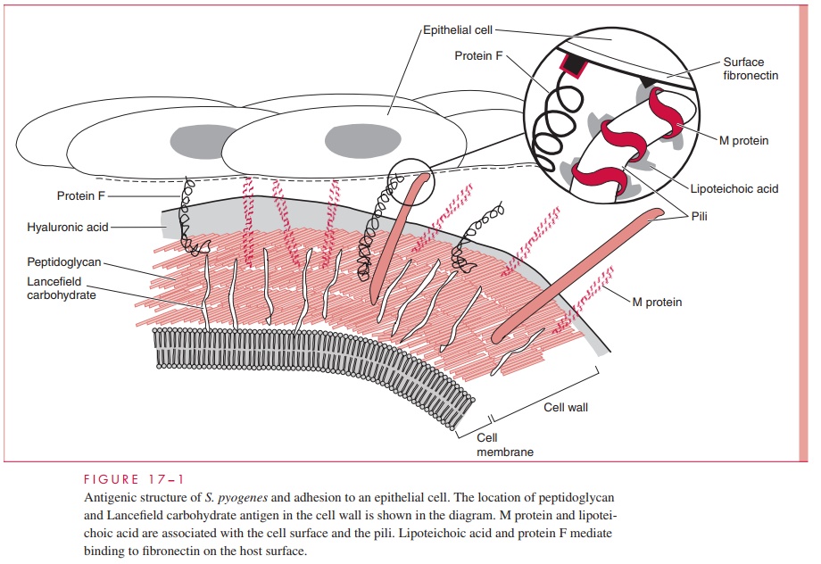 Group A Streptococci Streptococcus Pyogenes Bacteriology Group A Streptococci Streptococcus Pyogenes Bacteriology
