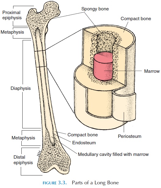 The Skeletal System