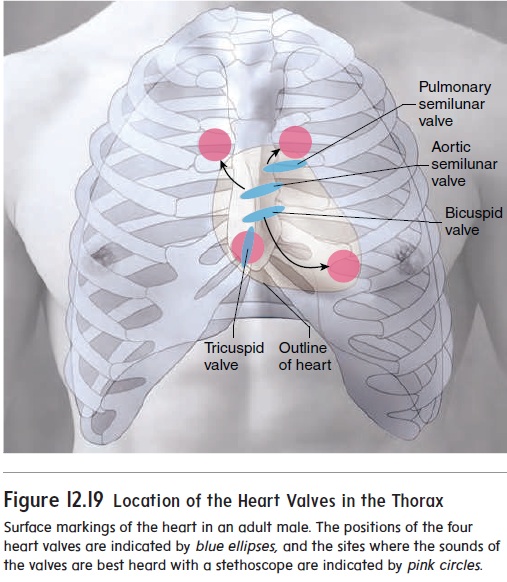 Heart Sounds Heart Sounds