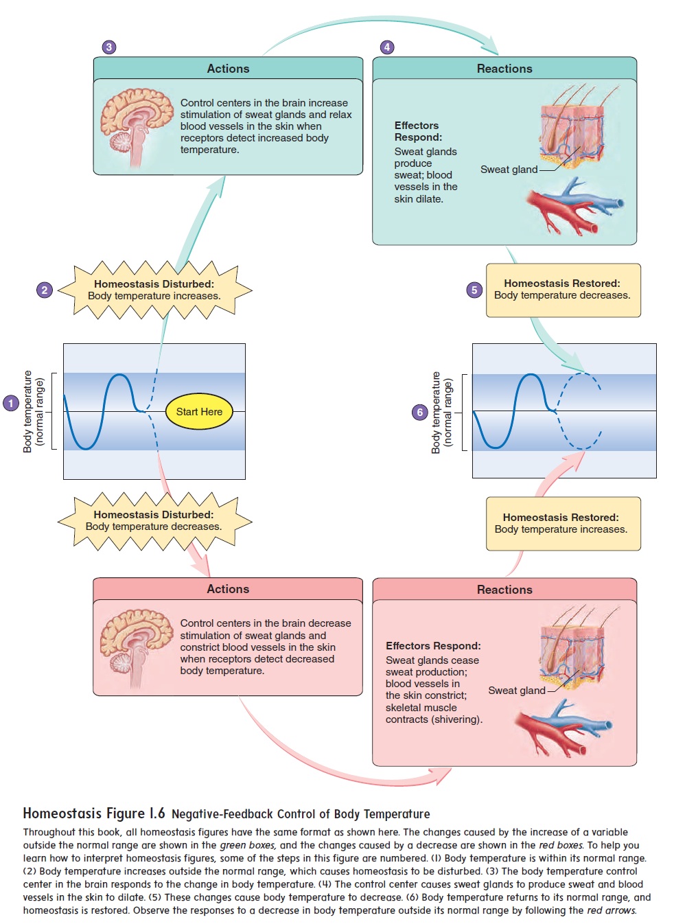 Homeostasis Homeostasis