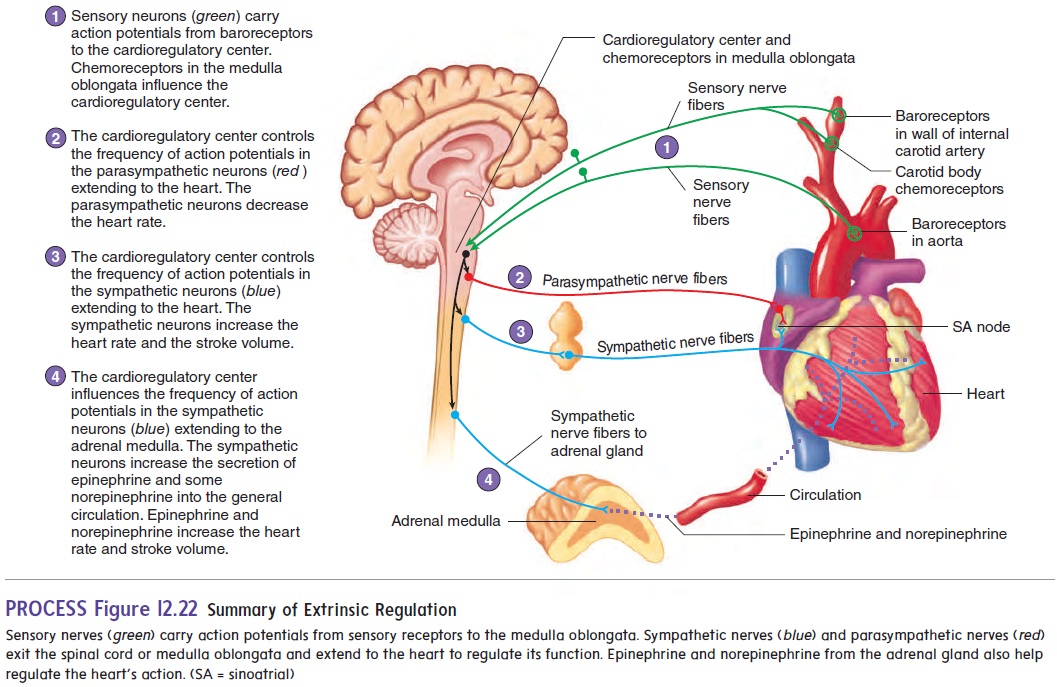 Regulation Of Heart Function