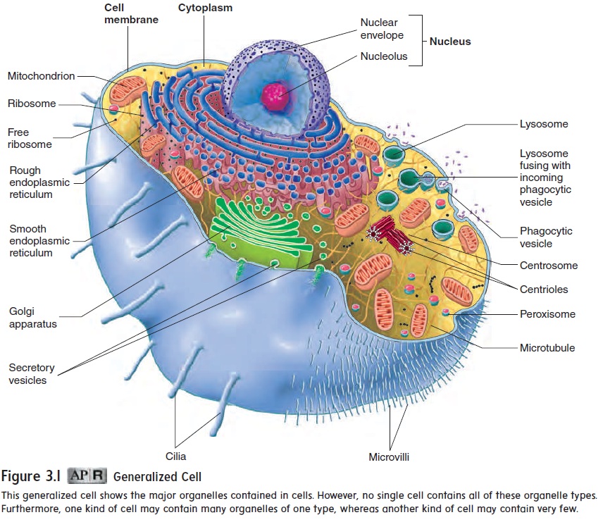 Cell Structure