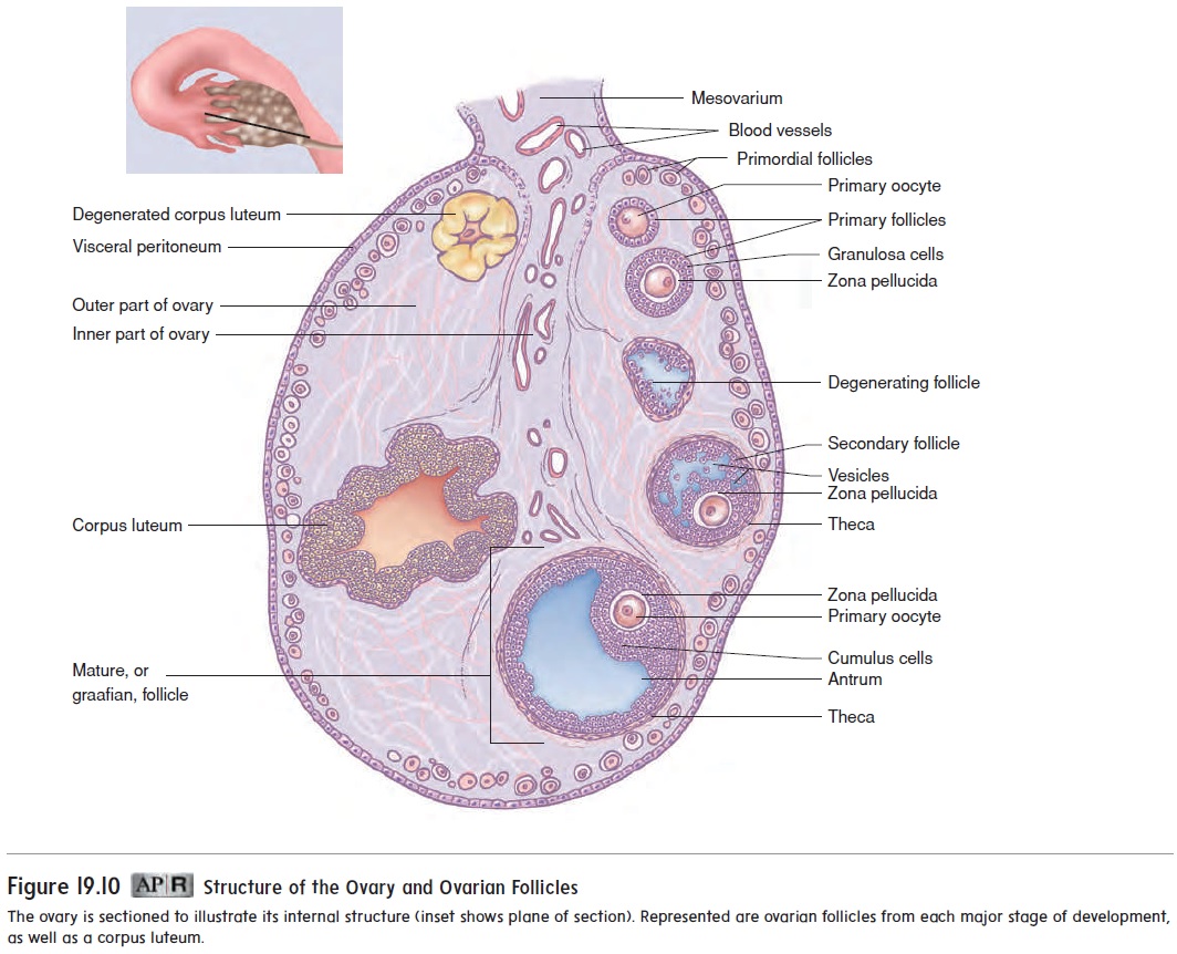 Ovaries Female Reproductive System