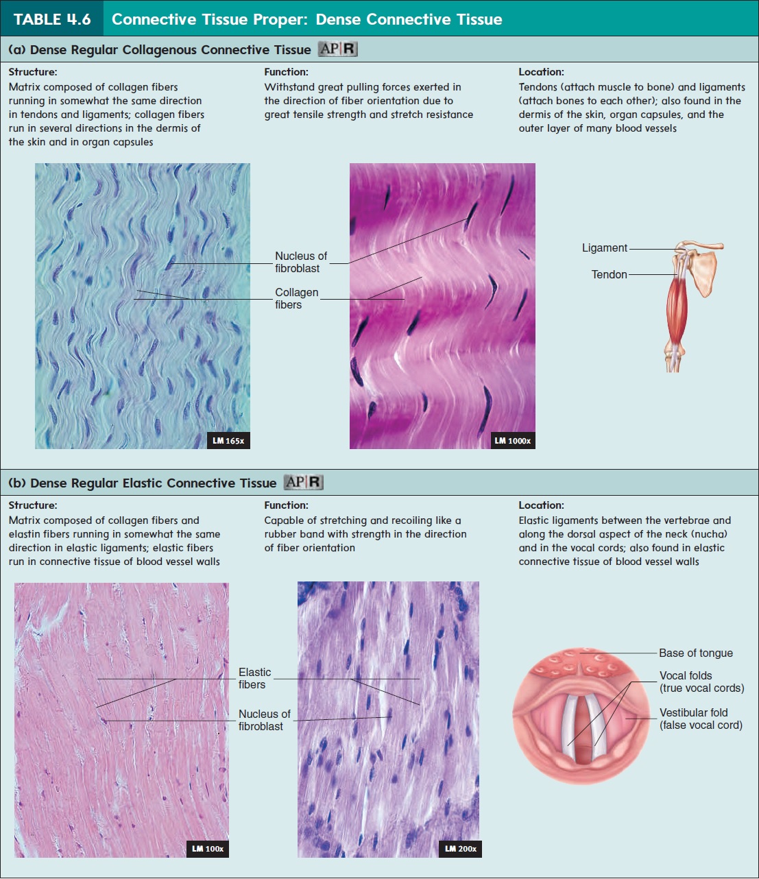 Connective Tissue Diagram
