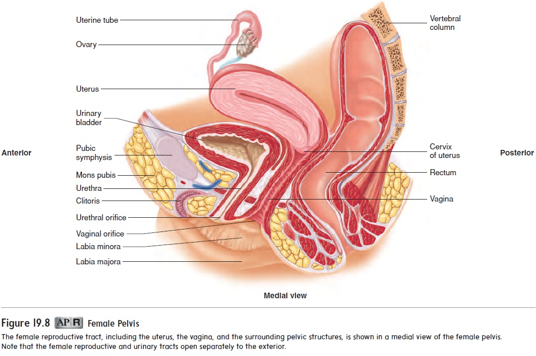 Uterus Internal Genital Organs Sectional Structure Of The Reproductive Uterus Internal Genital Organs Sectional Structure Of The Reproductive