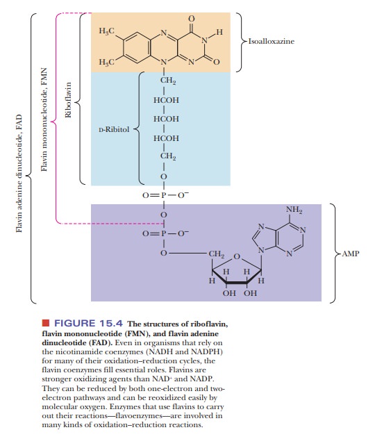 Riboflavin Is A Part Of The Oxidation Reduction Coenzyme Nad At Eric