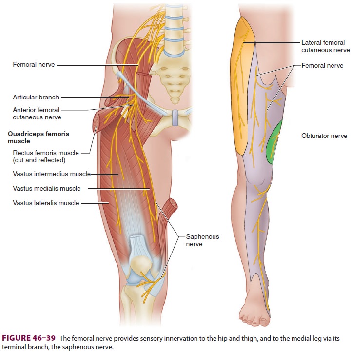 Lower Extremity Peripheral Nerve Blocks Lateral Femoral Cutaneous Lower Extremity Peripheral Nerve Blocks Lateral Femoral Cutaneous