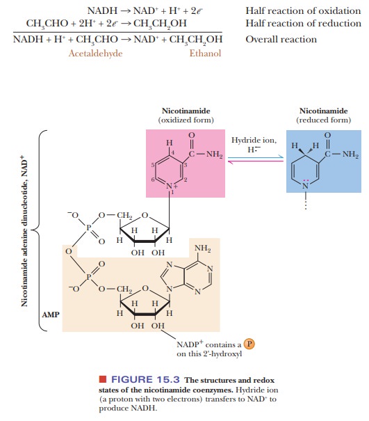 Riboflavin Is A Part Of The Oxidation Reduction Coenzyme Nad At Eric