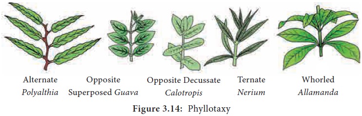 Phyllotaxy Leaf Botany