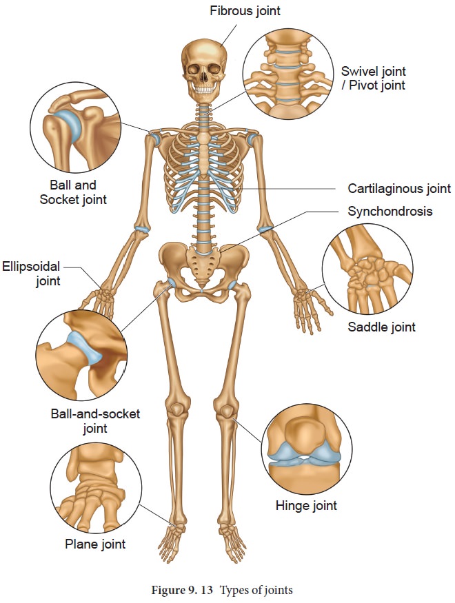 Types Of Joints Types Of Joints