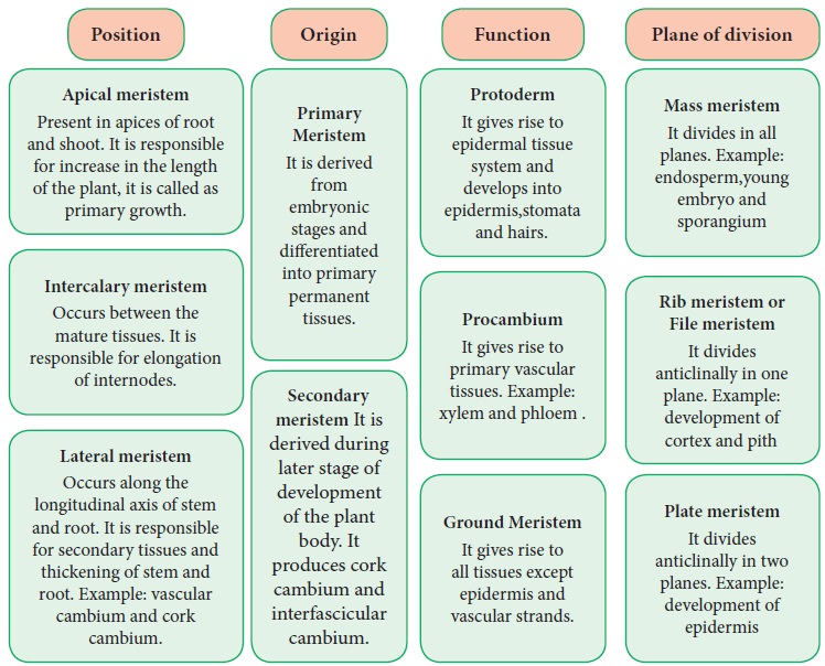 Meristematic Tissue Characteristics Classification Theories