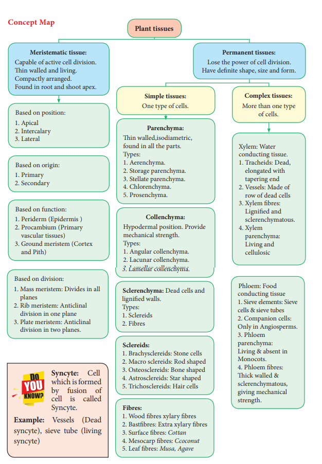 Difference Between Different Types Of Tissues