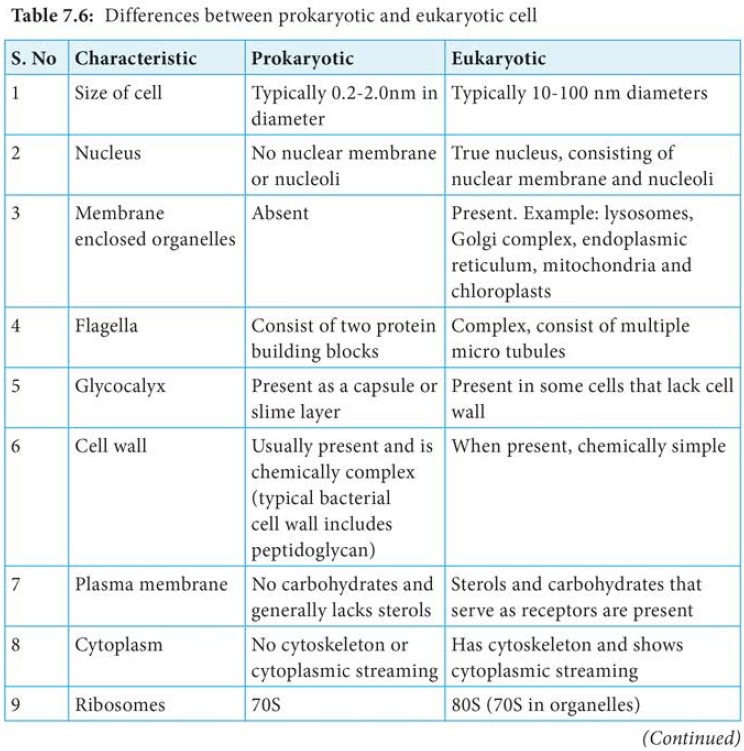 Eukaryotic Cell Structure