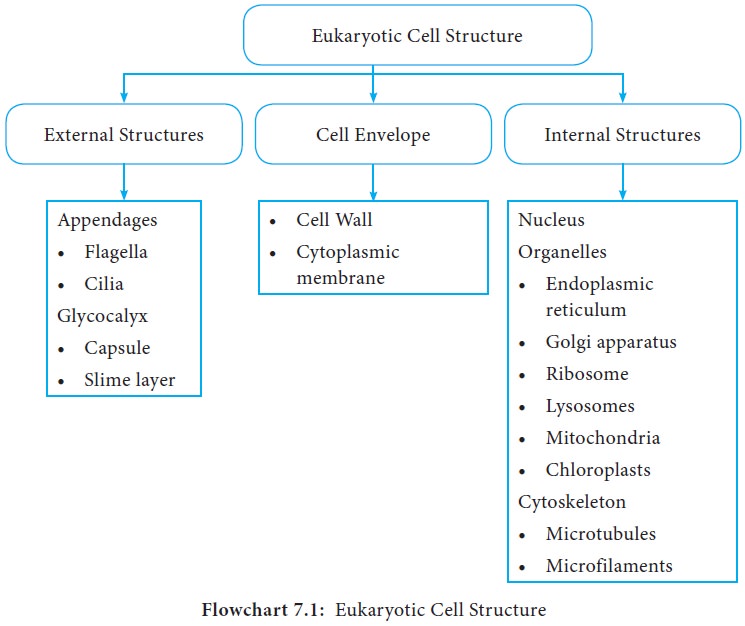 Eukaryotic Cell Structure