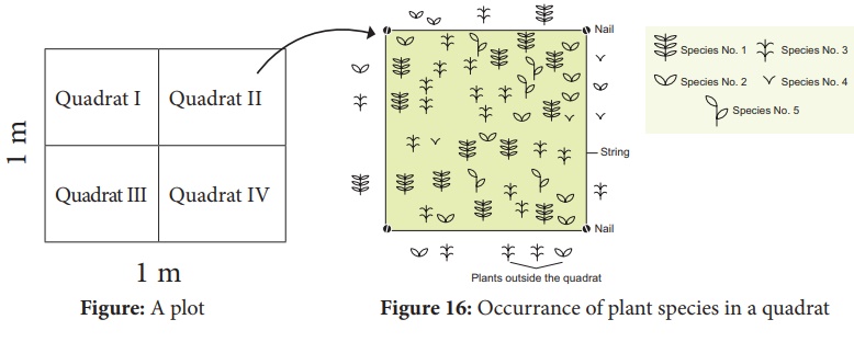 Determination Of Population Density And Percentage Frequency By Quadrat 