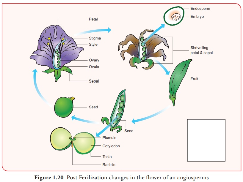 Fertilization In Plants Definition Process Types Diagram