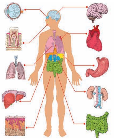 Human Organ Systems Term 2 Unit 6 6th Science Human Organ Systems Term 2 Unit 6 6th Science