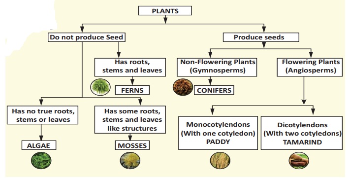 Classification Of Plants Basis Of Classification Term 2 Unit 5 