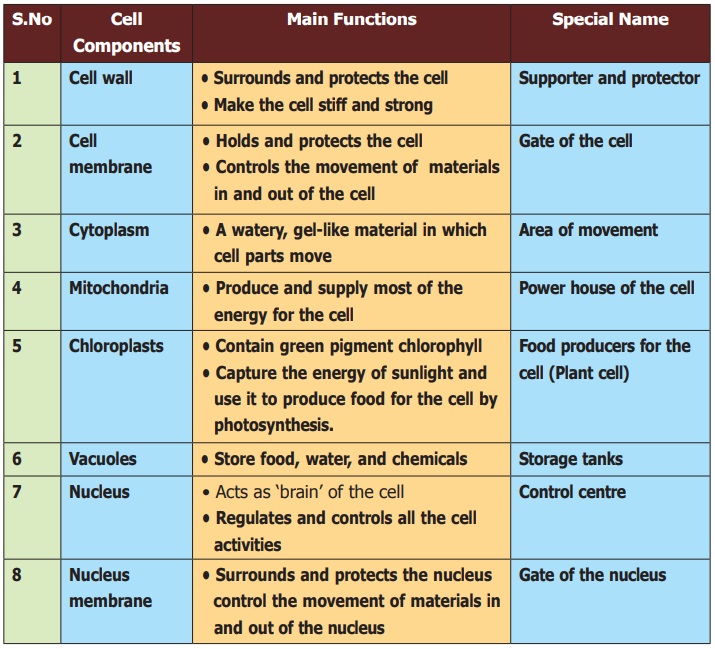 Top 165 Who Discovered Plant Cell And Animal Cell Lestwinsonline