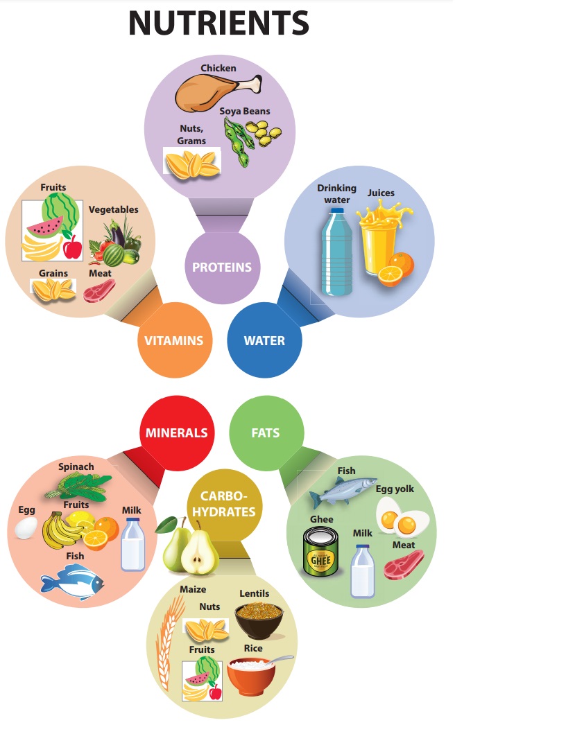 Components Of Food Health And Hygiene Term 1 Unit 6 6th Science