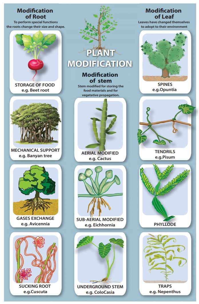 Modification Of Stems Reproduction And Modification In Plants Term 